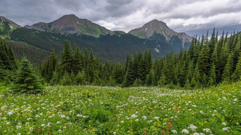 Search and Rescue Alberta - Search and Rescue Alberta